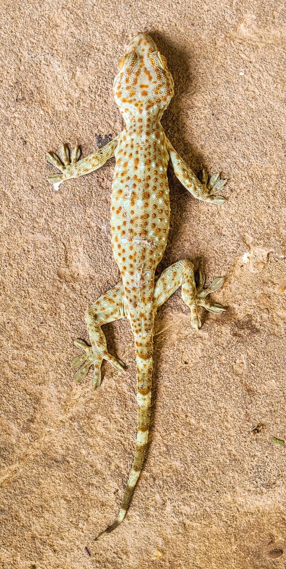 Tokay gecko stock image. Image of predator, gecko, crawling - 251008595