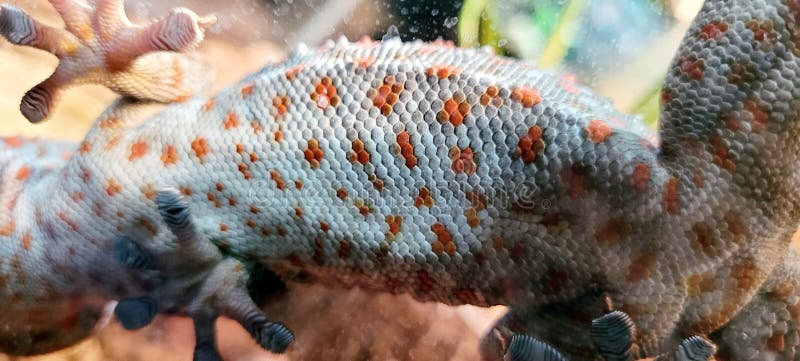Tokay Gecko Gekko gecko stock photo. Image of person - 360262112