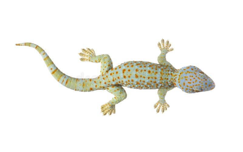 Tokay gecko - Gekko gecko stock image. Image of noctural - 6610073