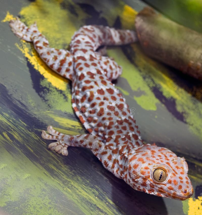 Tokay Gecko (Gekko gecko) stock photo. Image of herpetology - 8401718