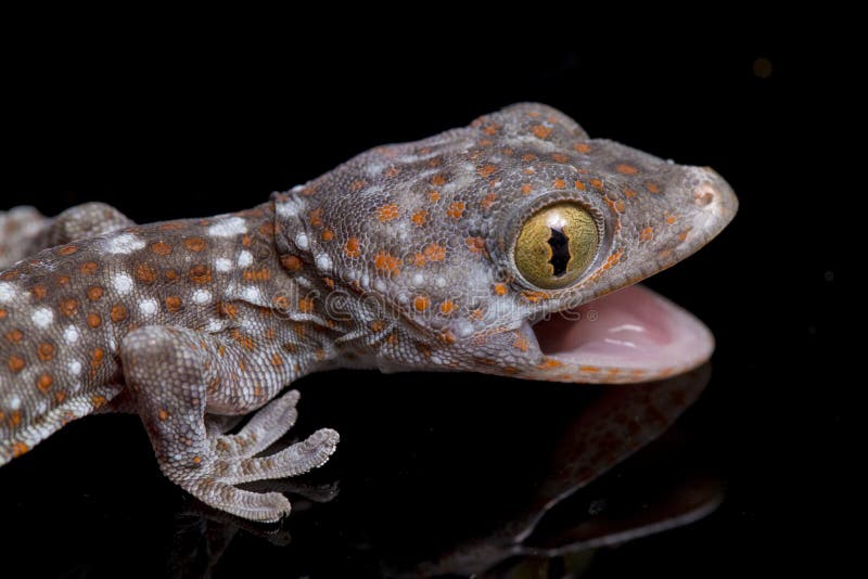 Tokay Gecko Gekko Gecko Isolated on White Stock Photo - Image of small ...