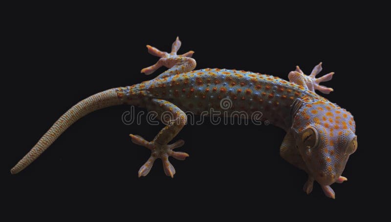 Colored Gecko Stock Illustrations – 266 Colored Gecko Stock ...