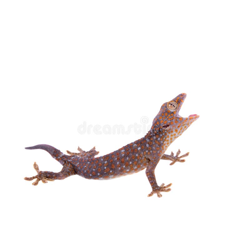 Tokay Gecko Isolated on White Background Stock Image - Image of ...