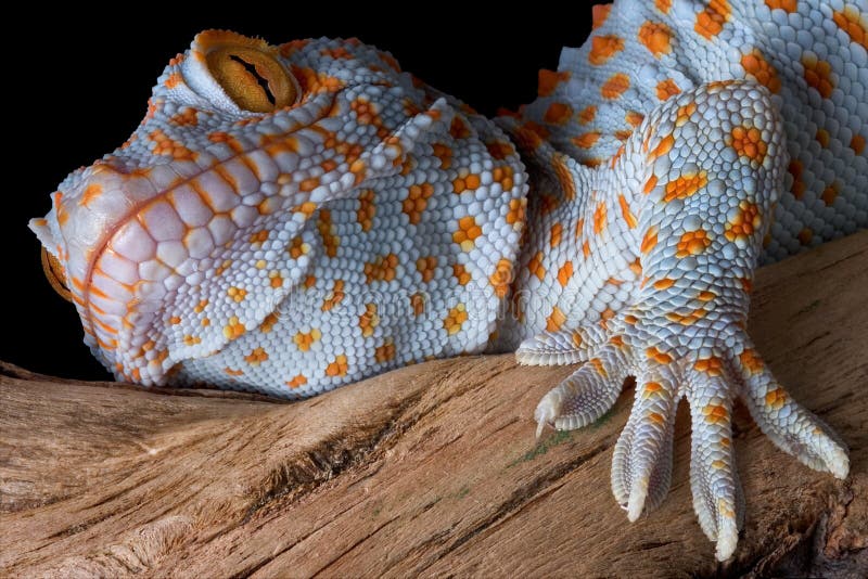 Tokay gecko on bark stock image. Image of lizard, wildlife - 8912981