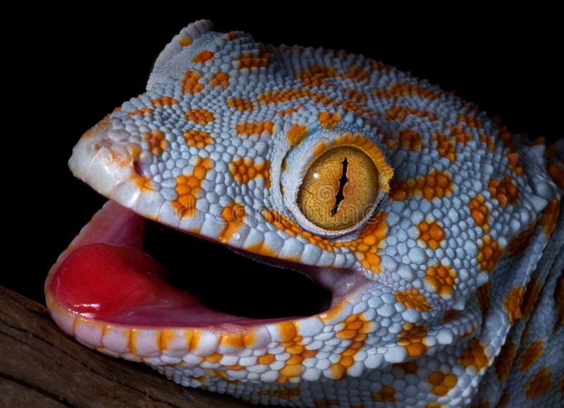 Tokay Gecko with Mouth Open Stock Photo - Image of tokay, predator ...