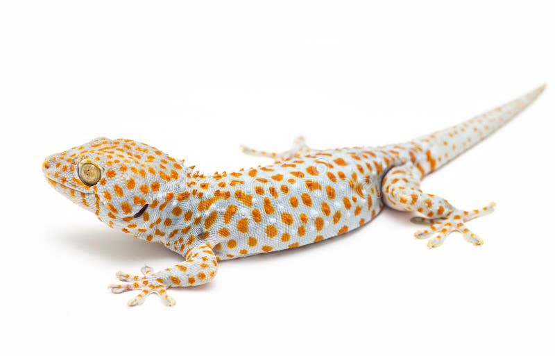 Tokay-Gecko Thailand stockfoto. Bild von pfad, obenliegend - 34639666