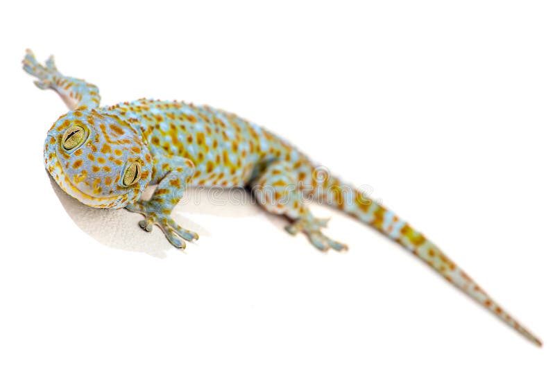 Tokay-Gecko Thailand stockfoto. Bild von wildnis, muster - 42388996