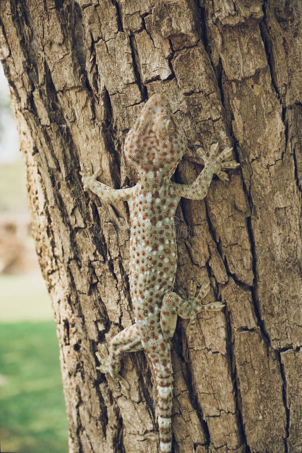 Tokay Gecko is Climbing on the Tree. Stock Image - Image of natural ...