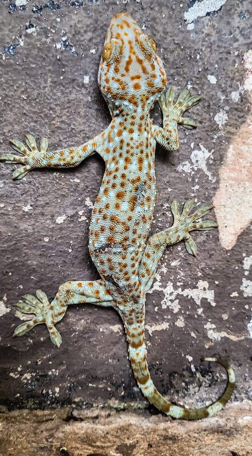Tokay gecko stock image. Image of horizontal, lizard - 251338623