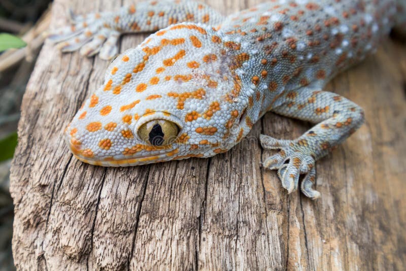 Tokay gecko on wood stock photo. Image of wildlife, nature - 10102824