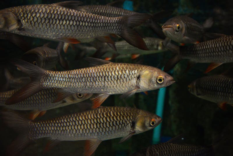 Tokig karp fotografering för bildbyråer. Bild av angrily - 65661611