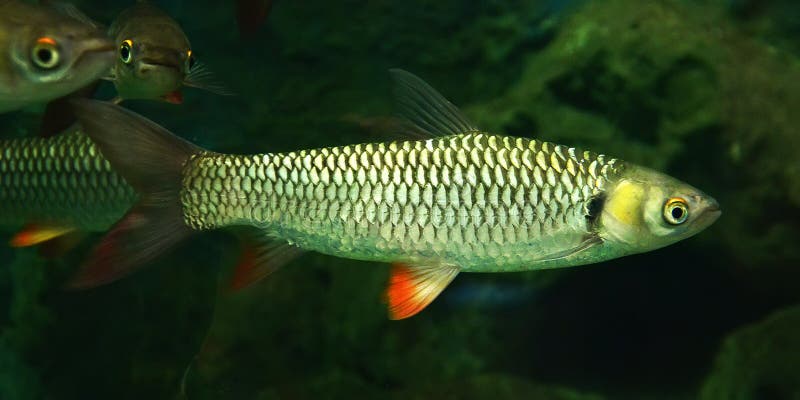 Tokig karp fotografering för bildbyråer. Bild av angrily - 65661611