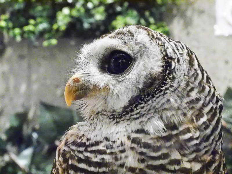 Tokyo, Japan - April 22, 2018 : Rufous-legged Owl Stock Image - Image ...