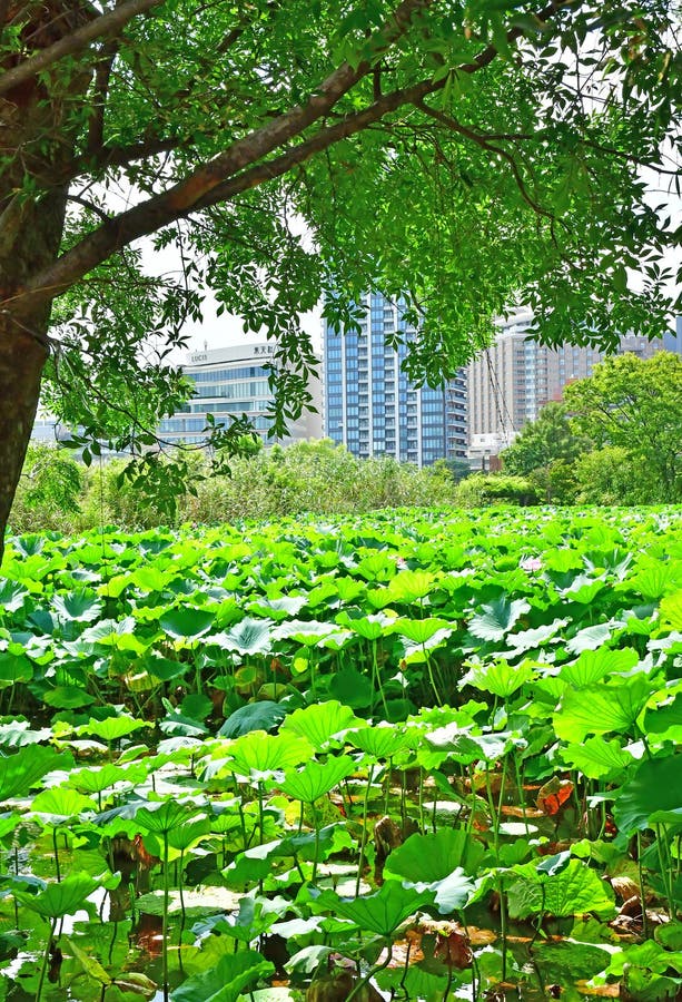 Tokyo Japan - August 10 2024 : Ueno Park Editorial Image - Image of ...