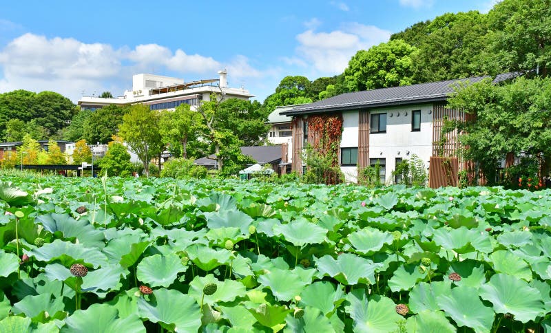 Tokyo Japan - August 10 2024 : Ueno Park Editorial Stock Photo - Image ...