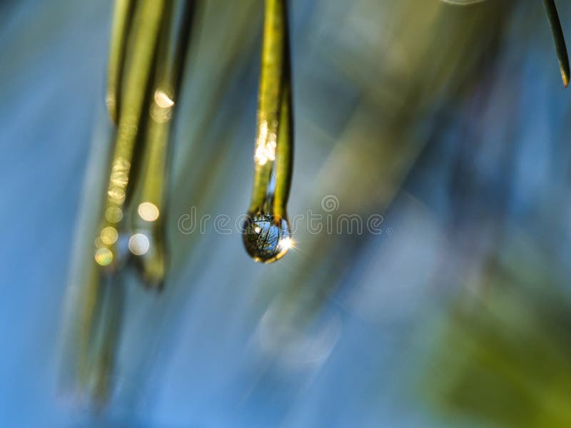 Waterdrop at the Head of Pine Needle Stock Image - Image of closeup ...