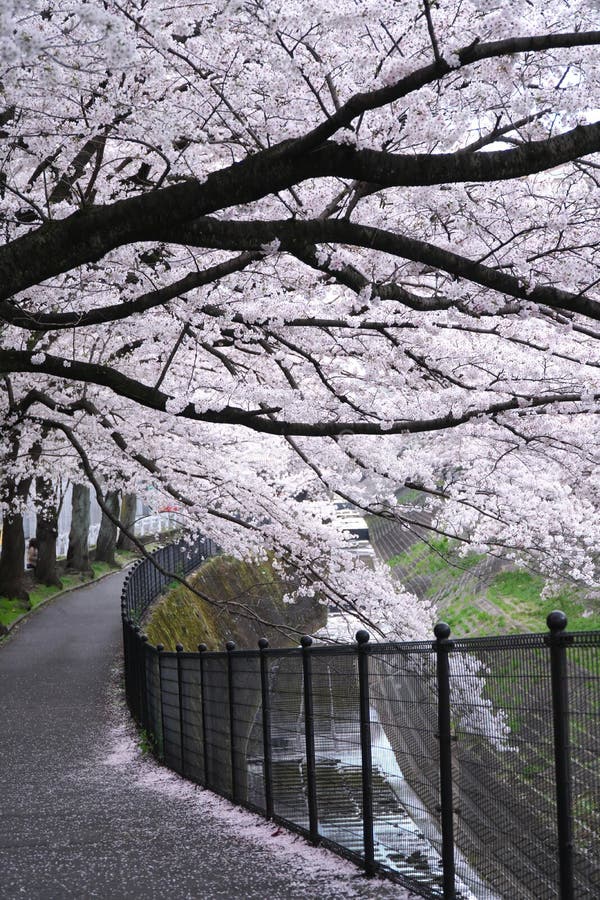 Cherry Blossom Trees Along a River in Tokyo. Stock Image - Image of ...