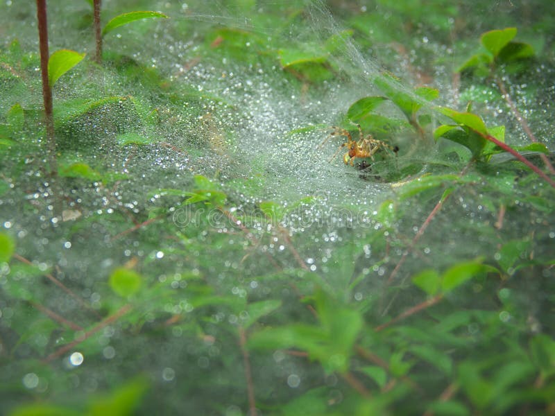 Spiders web in the mist stock image. Image of spider - 185704235