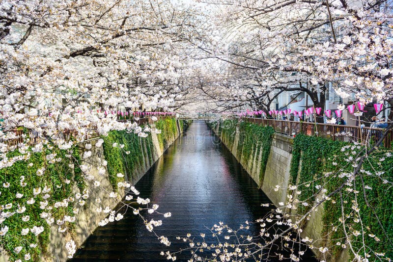 Tokyo in Spring stock image. Image of blossoms, japan - 48998769