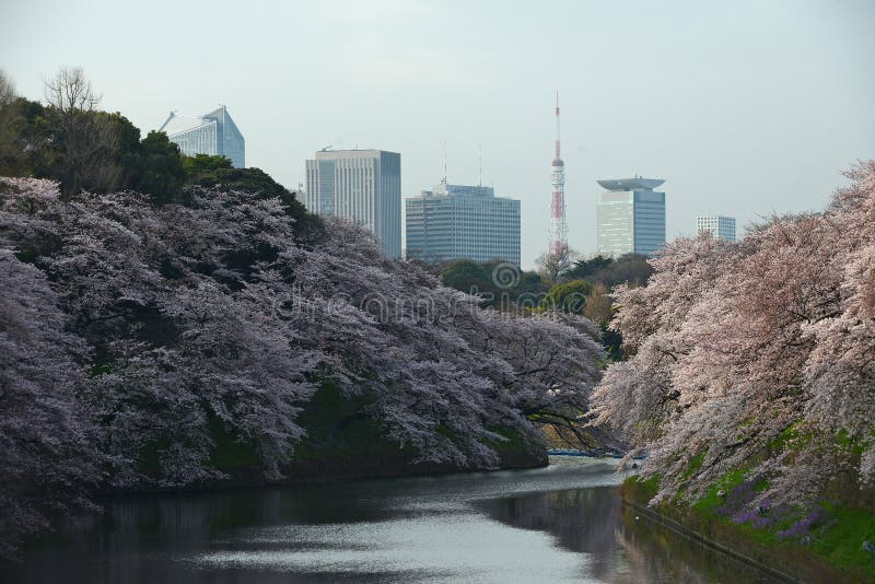 Tokyo sakura stock photo. Image of landscape, landmark - 164724644