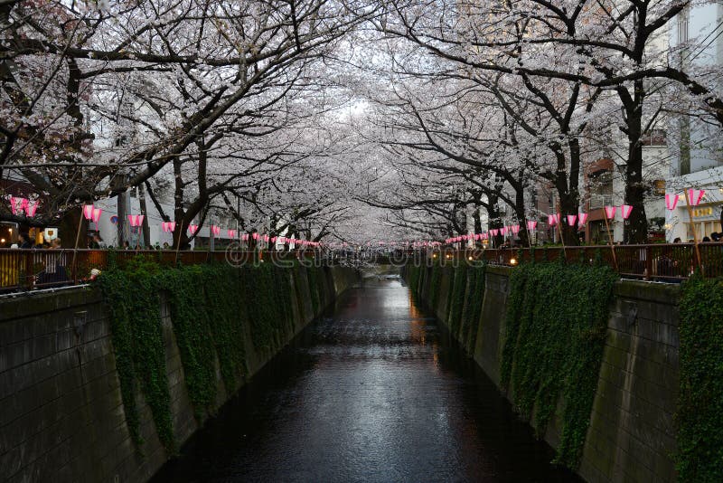 Tokyo sakura stock photo. Image of tourist, park, nakameguro - 71901936