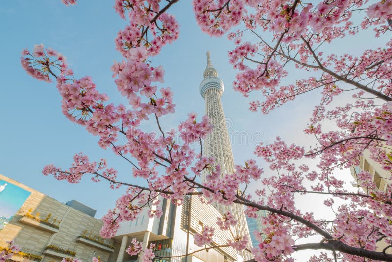 Tokyo Sky Tree editorial image. Image of background, branches - 87518395