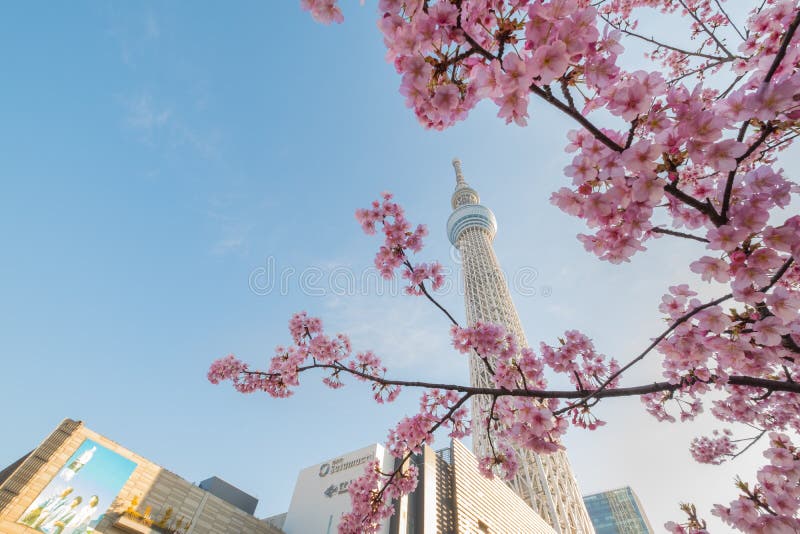 Tokyo Sky Tree editorial image. Image of branch, oriental - 87518455