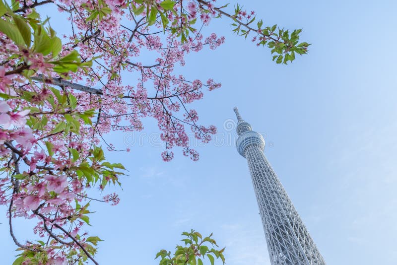 Tokyo Sky Tree editorial photography. Image of fresh - 87519232