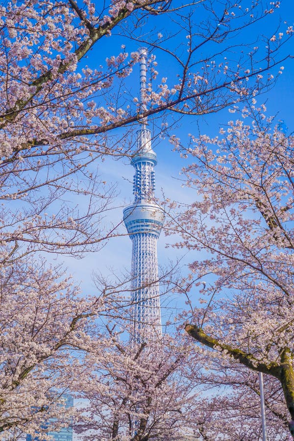 Tokyo Sky Tree and cherry editorial photo. Image of high - 153417676