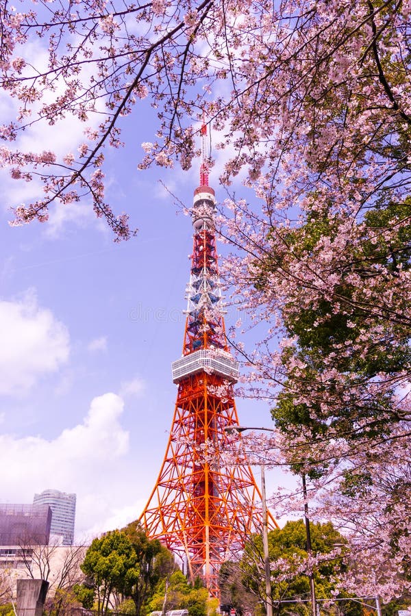 Tokyo Tower with Sakura Foreground in Spring Time at Tokyo Stock Photo ...