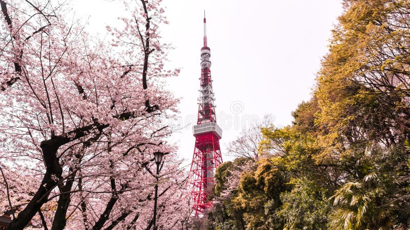 Tokyo Tower with Sakura Foreground in Spring Time at Tokyo Stock Image ...