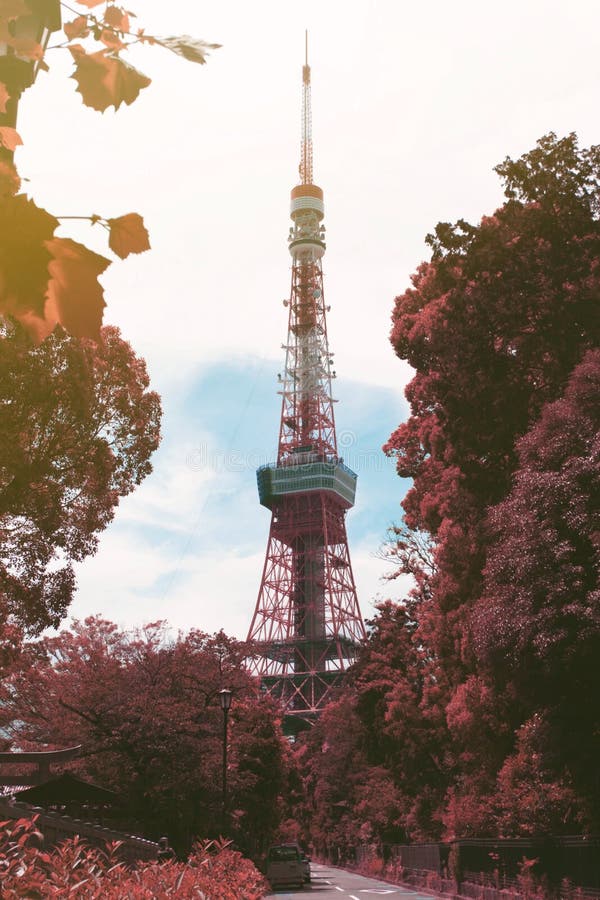 Tokyo tower editorial photo. Image of pink, blossom - 149492171