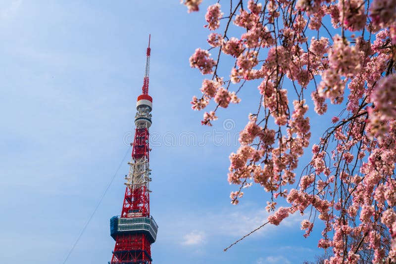 Tokyo Tower Wtih Spring Cherry Blossom Stock Photo - Image of steel ...