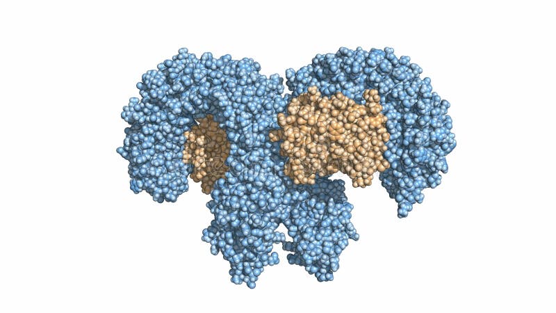 Toll-like receptor model stock video. Video of immunity - 87609907 Toll-like receptor model stock video. Video of immunity - 87609907