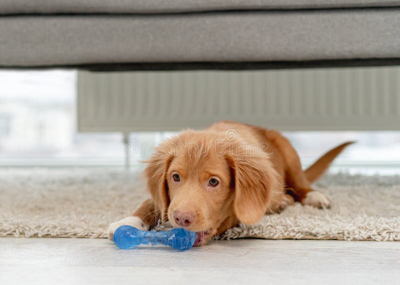 Toller Puppy Having Fun at Home Stock Photo - Image of active, head ...
