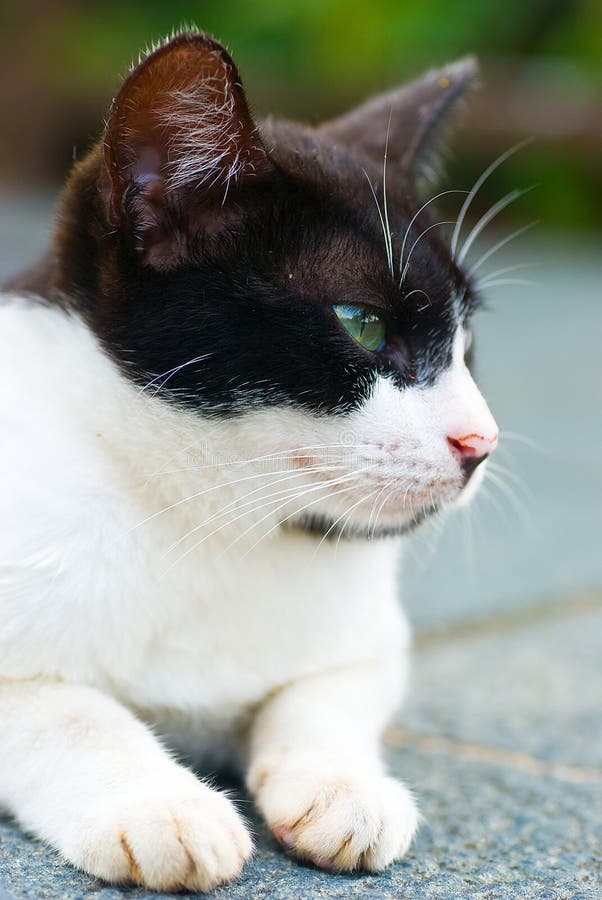 Tom Cat stock image. Image of whiskers, chubby, turn, cute - 3672781