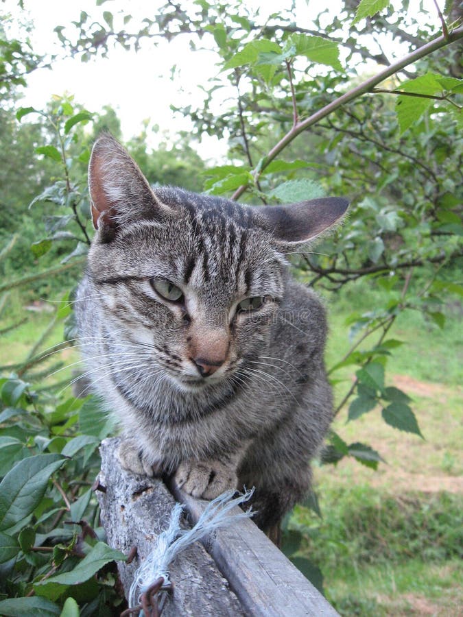 Tom-cat grey stock image. Image of lokfor, safely, mouse - 52241305