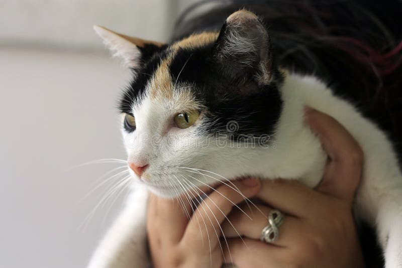 Orange Tom Cat stock photo. Image of barn, farm, orange - 6338160