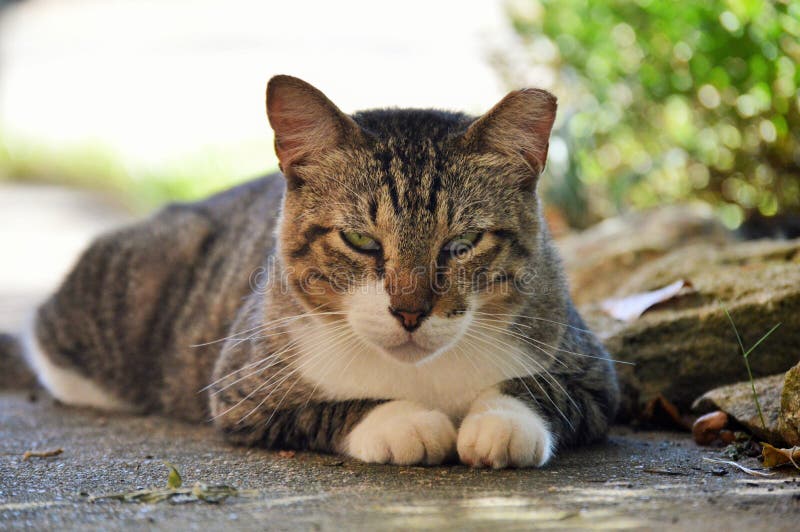 Tom cat resting stock photo. Image of whiskers, tabby - 57028332