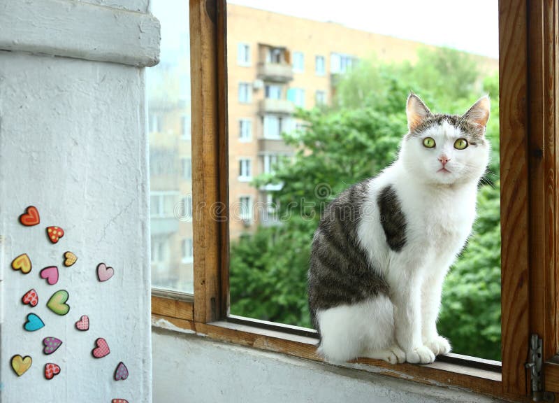 Tom Cat Sit on the Balcony Close Up Photo Stock Image - Image of friend ...