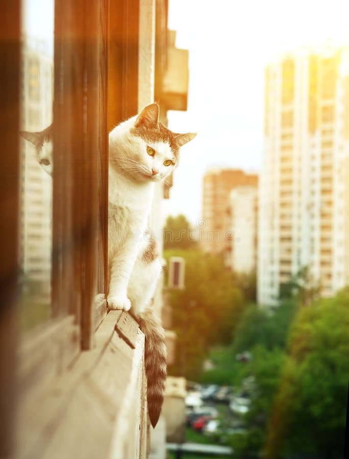 Tom Cat Sit on the Balcony Close Up Photo Stock Image - Image of cute ...