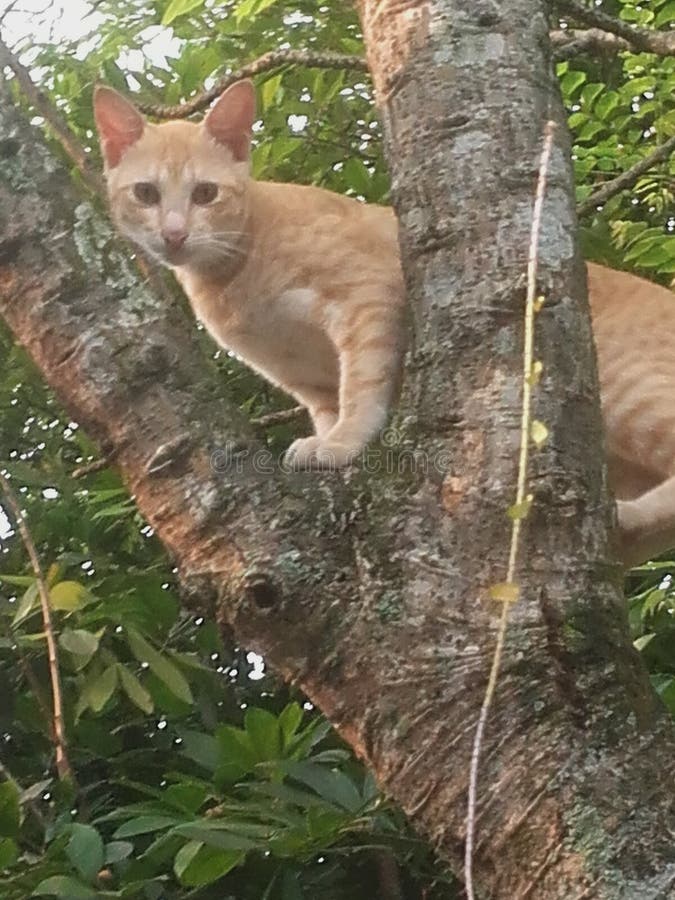 Tom cat stock image. Image of thewatcher, theer, tomtheer - 163526281