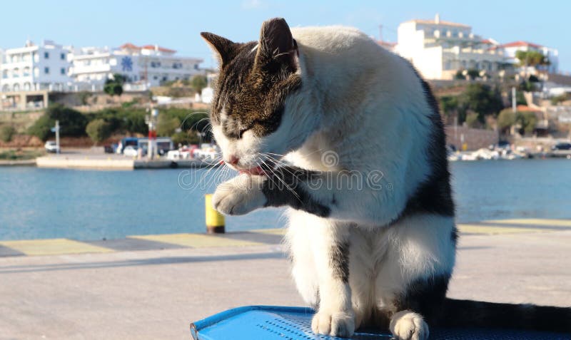 Vit katt som slickar sig arkivfoto. Bild av gulligt, angus - 75050666 Vit katt som slickar sig arkivfoto. Bild av gulligt, angus - 75050666