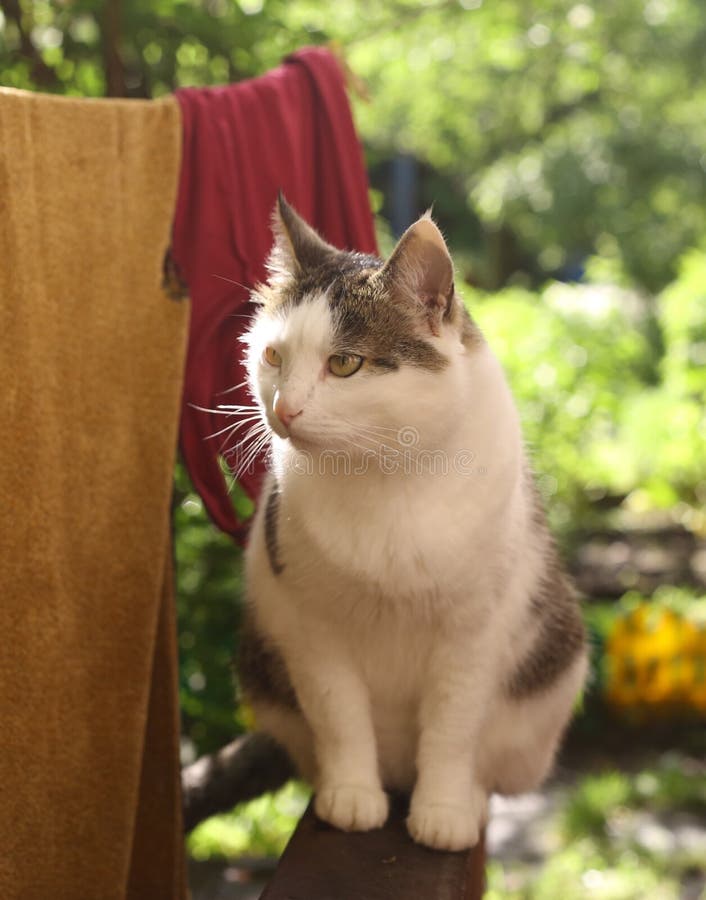 Tom Male Cat Sit on Bench with Clothies Rope Stock Image - Image of ...