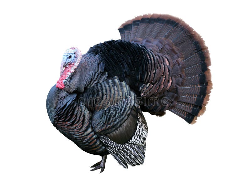 Tom-Truthahn stockfoto. Bild von schön, federn, hintergrund - 16899336