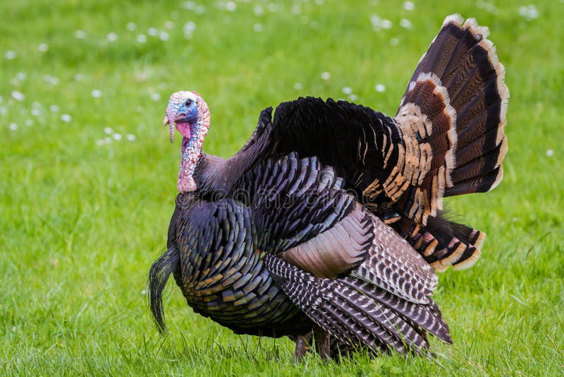 Ein Wilder Truthahn, Der Durch Die Wiese Stolziert Stockfoto - Bild von ...