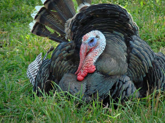 Tom Turkey stock image. Image of cook, feathers, grass - 1625717