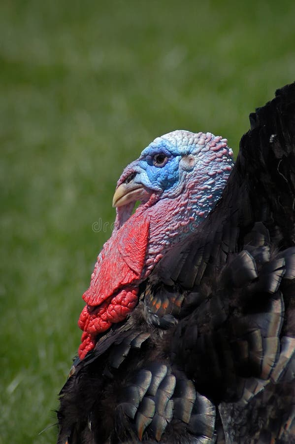 Tom Turkey stock image. Image of farm, white, farmyard - 2010039