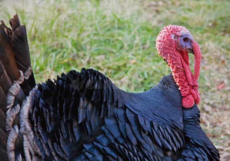 Tom Turkey stock image. Image of thanksgiving, animal - 7352985