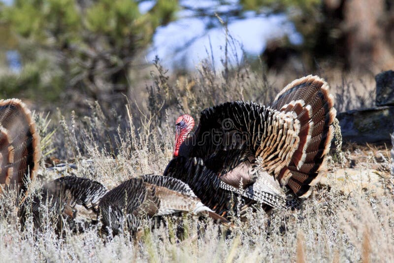 Eastern tom turkey in snow stock image. Image of turkeys - 38543379